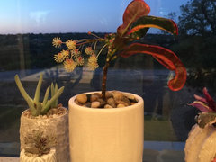 Croton Flower: What Now?