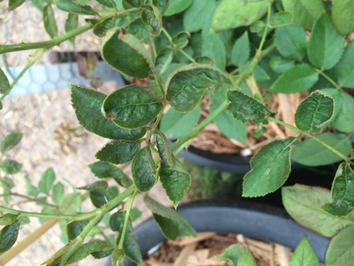 ROSE HELP - Curled Leaves, Burned Shoots, Dark Veins