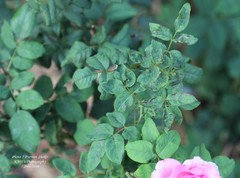 Mineral Deficiency Symptoms in Roses