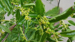 Jujube pollination and varieties