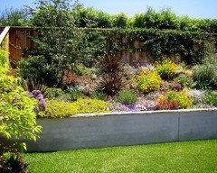 Shrub for under Leland cypress | Houzz Forum