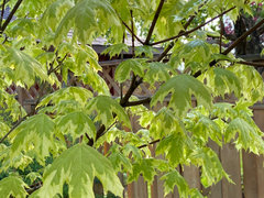 variegated Maple tree