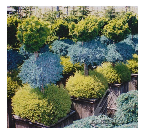 Multi-grafted conifers