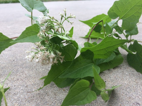 Vine with tiny white flowers