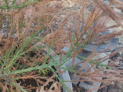 3 year old Sequoia Dying?