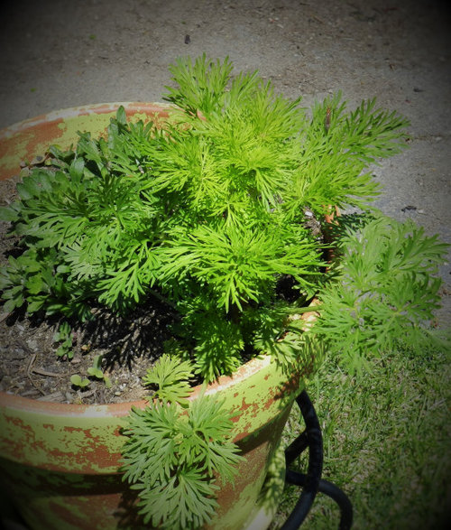 Looks like a fancy weed.