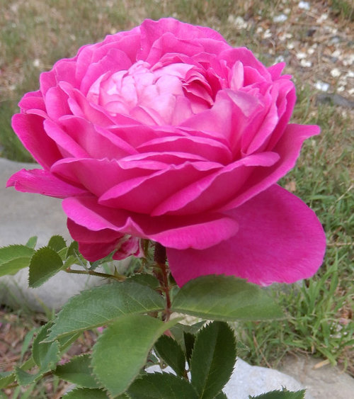 "Benny Lopez" -- A Found Rose of Santa Barbara, CA