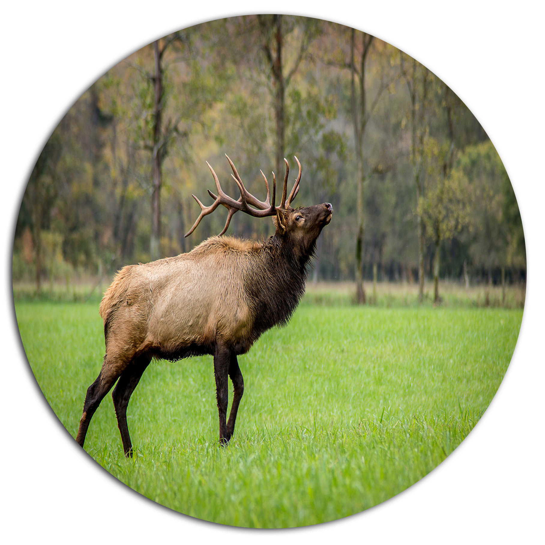 Trophy Bull Elk In Green Grassland, Animal Disc Metal Artwork, Disc of ...