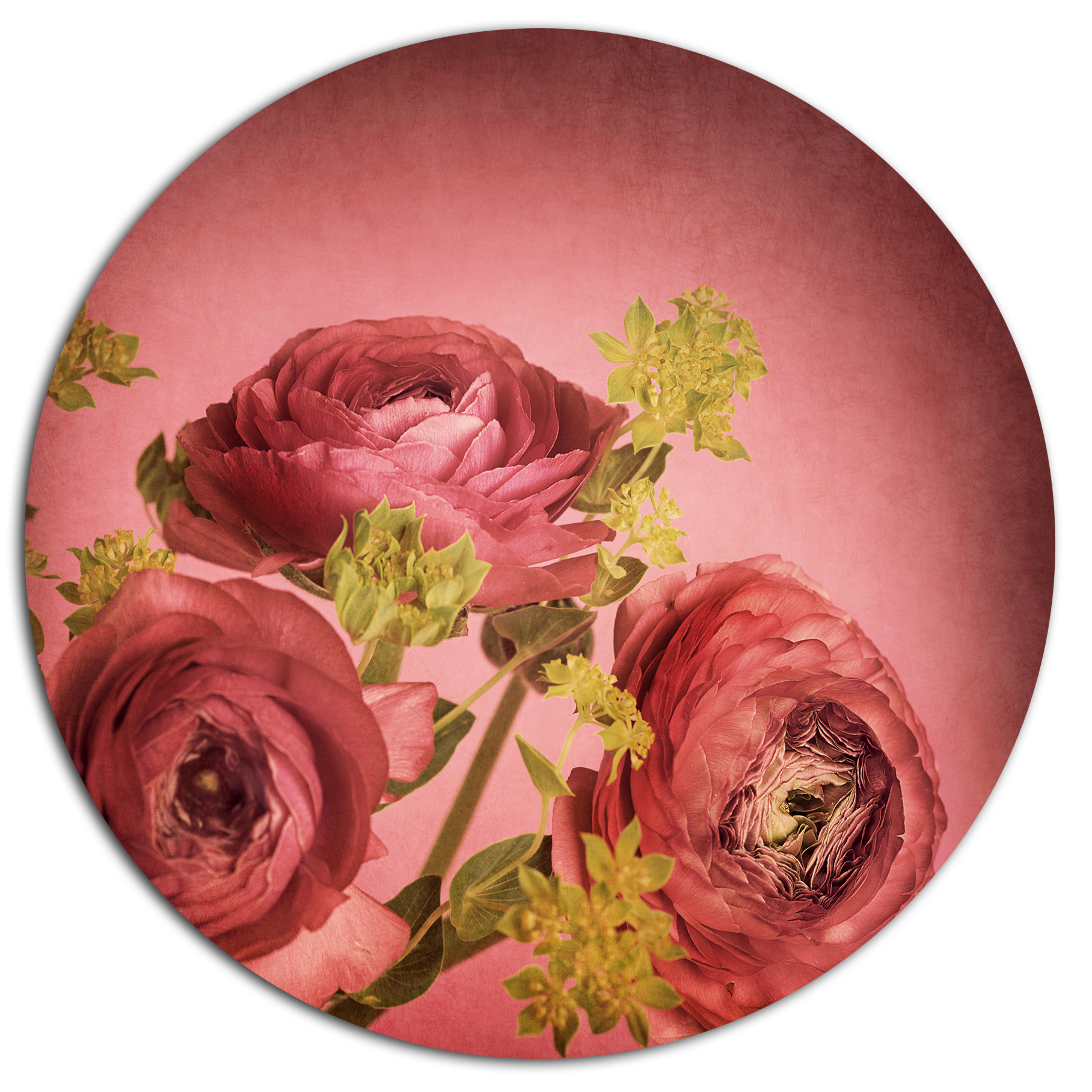 Ranunculus Flowers Stem On Pink, Floral Disc Metal Artwork, Disc of 23 ...