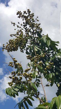Anyone planting longan tree in pot?
