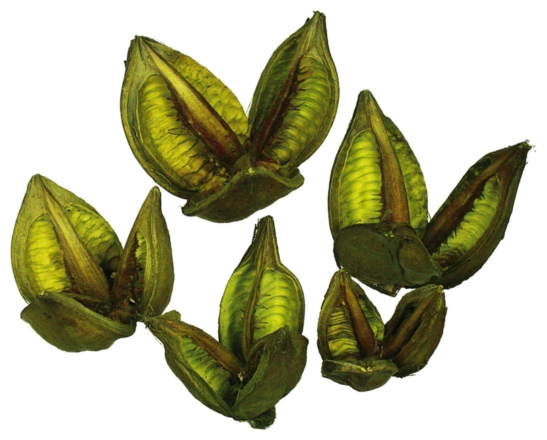 3-4" Light Basil Sora Pods 25-Pack - Contemporary - Decorative Objects ...