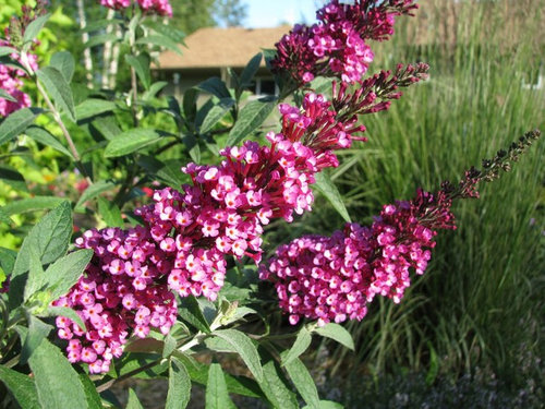 Buddleia 'Buzz Hot Raspberry'
