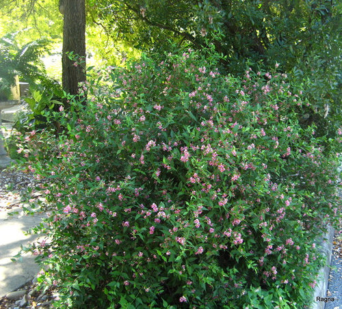 Dwarf Barbados cherry in bloom ... again!