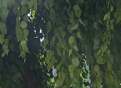 what type of tree is this with dangling leaves