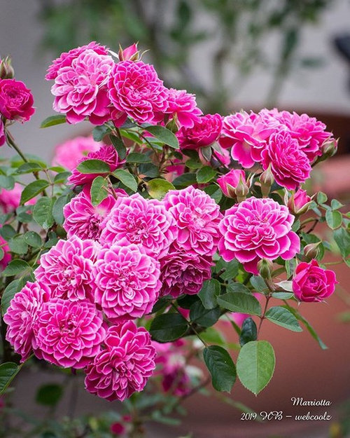 Unique roses in our collections