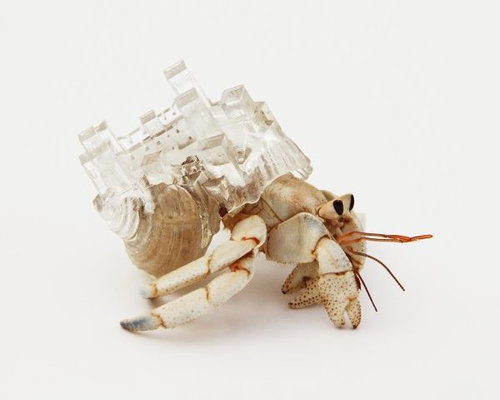 Custom Home for Hermit Crabs