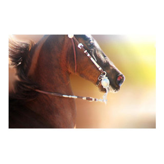 "Wild Saddlebred" Digital Paper Print by Kari Brooks, 20"x14", 26"x18 ...