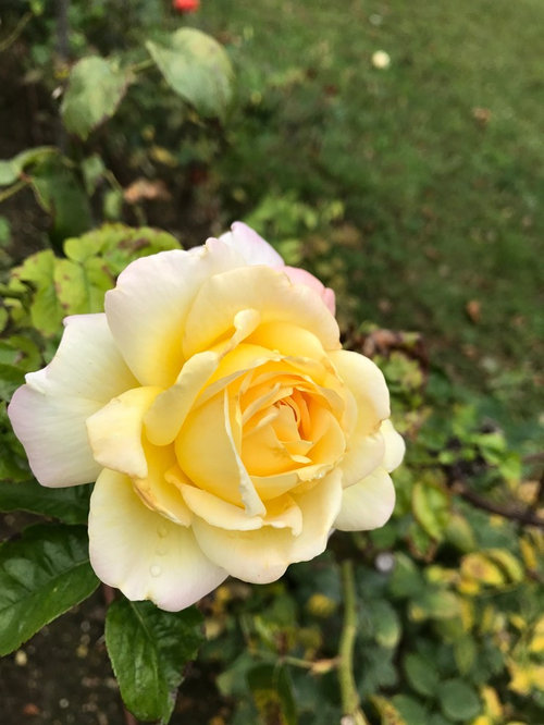 Musée Rodin name that rose!