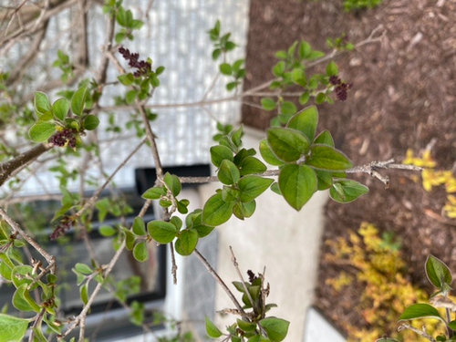 Lilac Tree (?) Half Dead | Houzz Forum