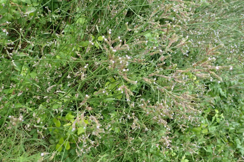 Tiny, Lavender Flowers?