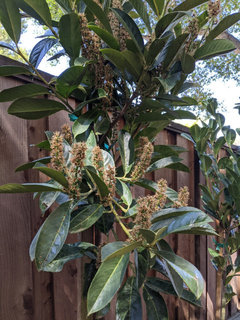 Newly planted English/Cherry Laurel in tree/standard form