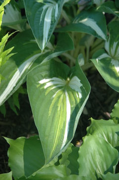 Do you have good white-centered hostas?