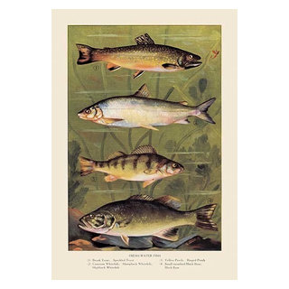 Freshwater Fish, 12" x 18" - Prints And Posters - by Buyenlarge Inc ...