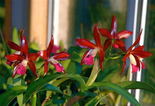 C. Chocolate Drop 'MF'