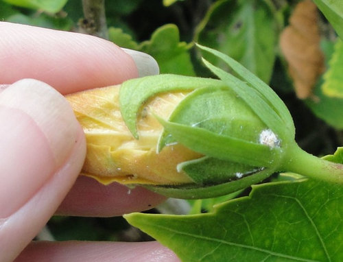 HIbiscus Pests