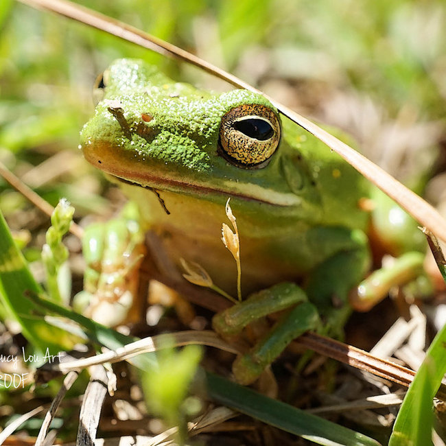 Penny & Lucy Lou Art - Columbia, SC - Artists & Artisans