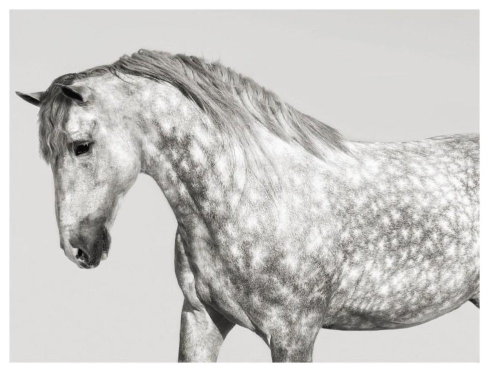 "Leia, Andalusian Pony" Digital Paper Print by Pangea Images, 18"x14", 26"x34" - Farmhouse ...
