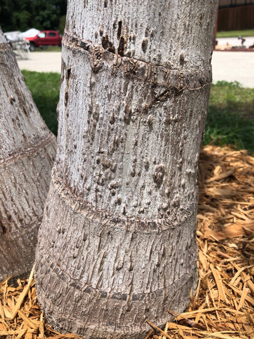 cracks in bottom of foxtail palm trunk? | Houzz Forum