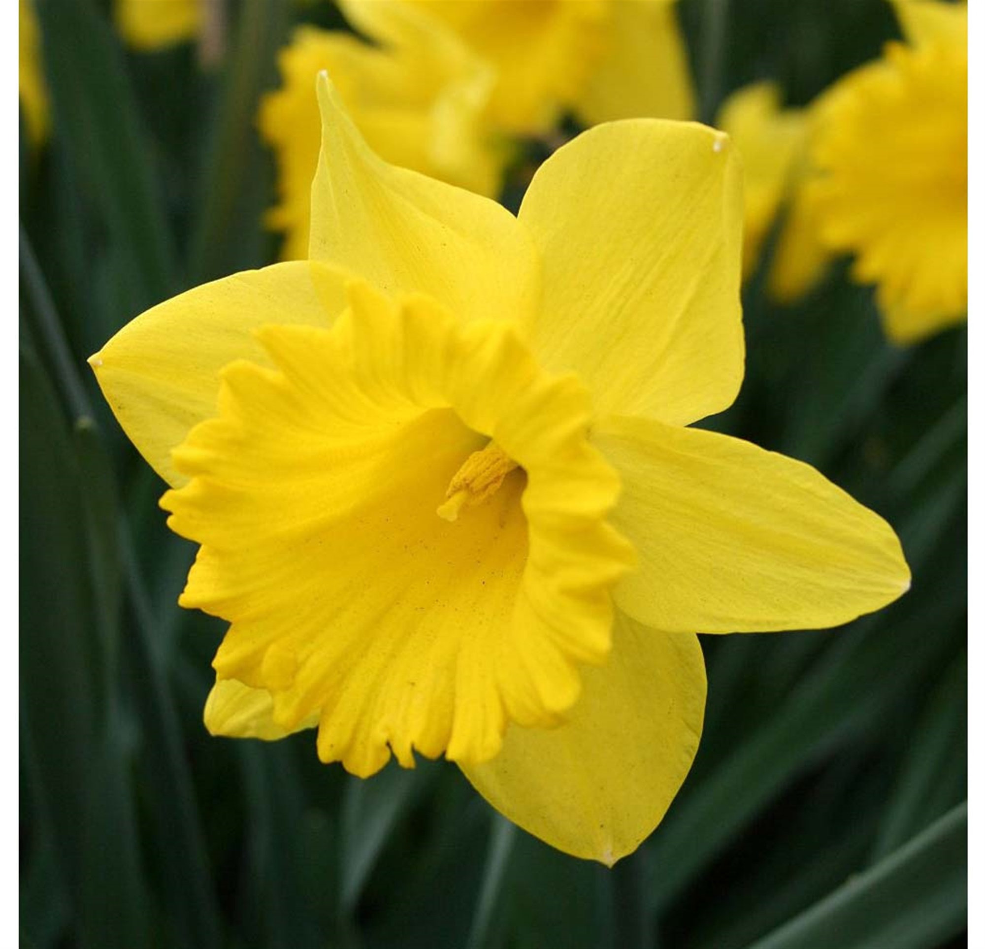 Garden Elements Dutch Master Daffodil Live Flower Bulbs, Yellow (Pack ...