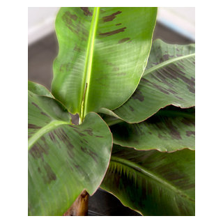 ‘Poquito’ Banana Musa 'Poquito' PPAF - Miami - by Southern Living Plant ...