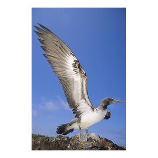 Masked Booby Fledgling Stretching Wings, Galapagos Islands, Ecuador ...