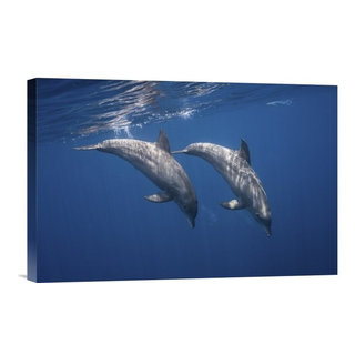 "Two Bottlenose Dolphins" Stretched Canvas Giclee by Barathieu Gabriel ...