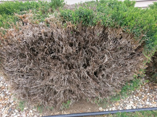 Remove butchered evergreen shrubs