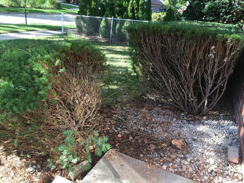 Advice on Shrub growth?