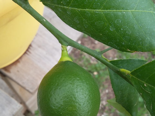 Not Sweet Sambo? Fruit have smooth rinds.