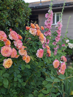 Your Best Kordes Roses