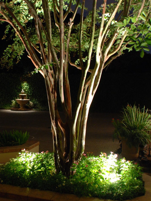 Multi Stemmed Trees Home Design Ideas, Pictures, Remodel and Decor