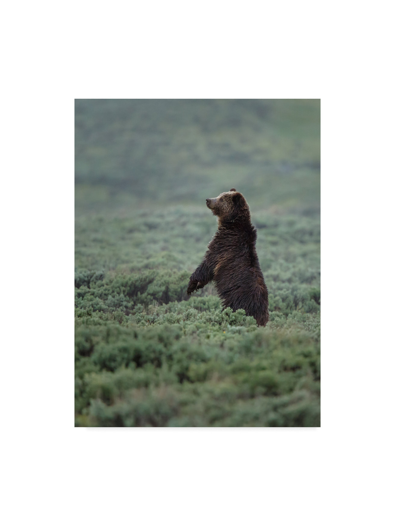Galloimages Online 'Black Bear Cub Upright' Canvas Art, 24"x18 ...