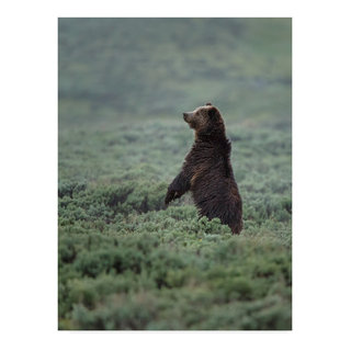 Galloimages Online 'Black Bear Cub Upright' Canvas Art, 32"x24 ...