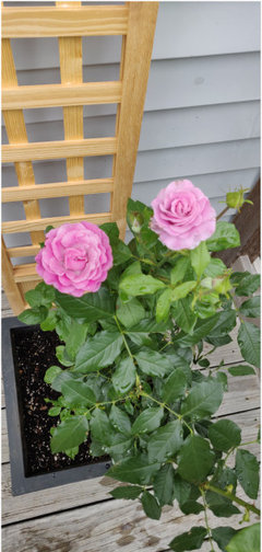 Anyone have any experience with "Perfume Factory" rose? | Houzz Forum