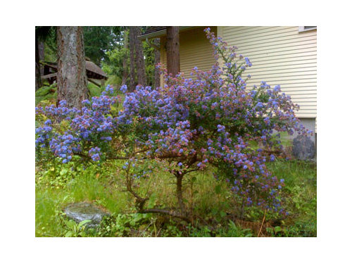 intensely blue shrub (tree?)