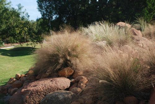 Native prairie grasses used in Oklahoma City municipal landscaping