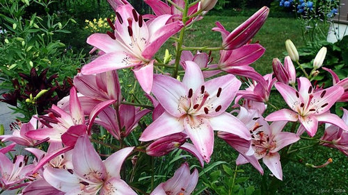 Asiatic lilies (lilium) zone 9b? Tips? | Houzz Forum