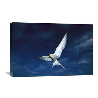 "Arctic Tern Flying, Alaska" Artwork, 30" x 20" - Traditional - Prints ...