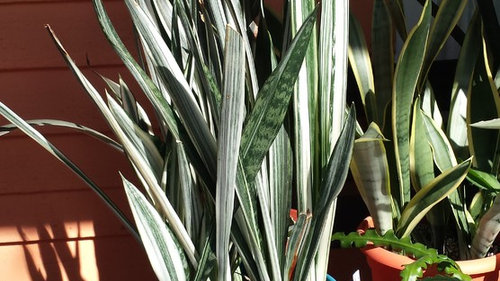 Sans are still outside