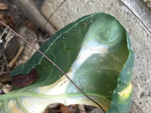 Collard green diseases?